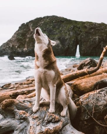 14 Photos Of Huskies Who Went For a Walk Along the Seashore - PetPress