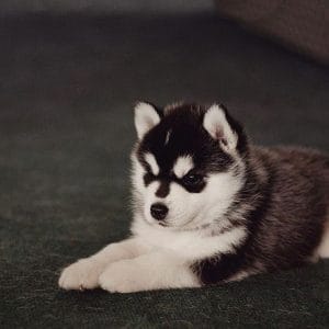 14 Photos Of Husky Puppies That Will Lift Your Mood Up - PetPress