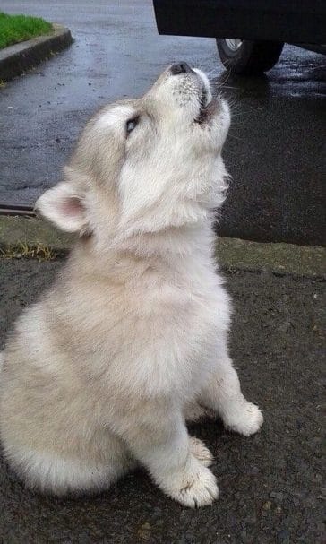14 Photos Of Husky Puppies That Will Lift Your Mood Up - PetPress