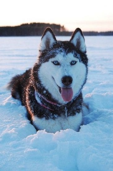 14 Huskies That Love Snow - PetPress