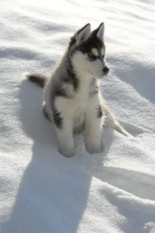 14 Huskies That Love Snow - PetPress