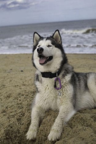 14 Photos Of Huskies Who Went For a Walk Along the Seashore - PetPress