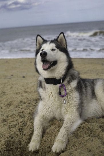 14 Photos Of Huskies Who Went For a Walk Along the Seashore - PetPress