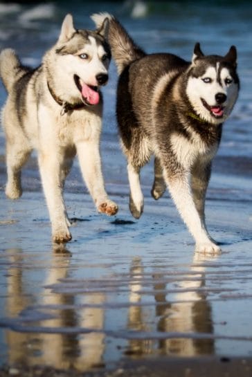 14 Photos Of Huskies Who Went For a Walk Along the Seashore - Page 2 of ...