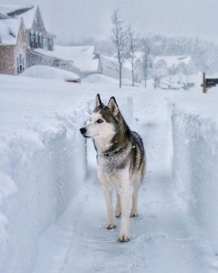 14 Huskies That Love Snow - Page 2 of 4 - PetPress