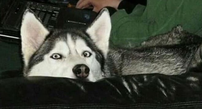 The 15 Best Husky Memes That Will Totally Make You Smile! - PetPress