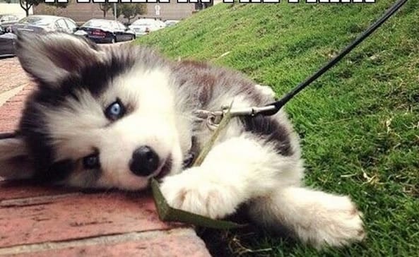 14 Funny Husky Memes That Will Make Your Day! - Page 2 of 3 - PetPress