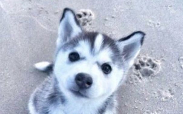 14 Photos Of Husky Puppies That Will Lift Your Mood Up - PetPress