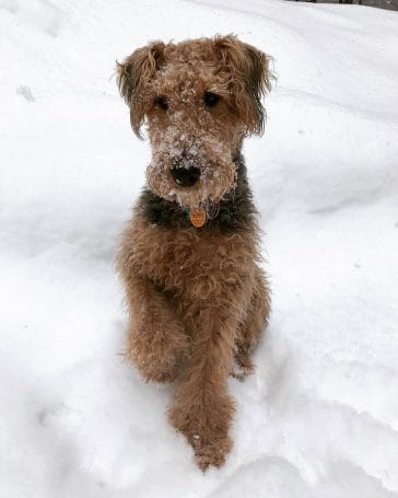 14 Incredible Things About Airedale Terriers - PetPress
