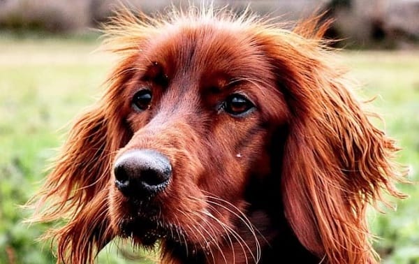 14 Gorgeous Facts About Irish Setters - PetPress