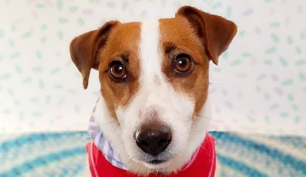 14 Beautiful Pictures Of Jack Russell Terriers - PetPress