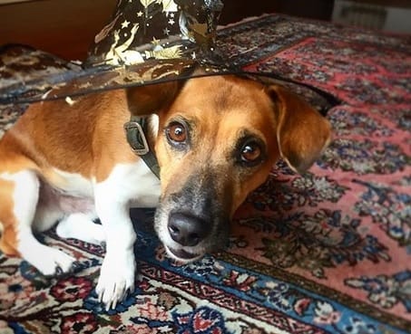 14 Funny Jack Russell Terrier Memes That Will Make You Smile - PetPress