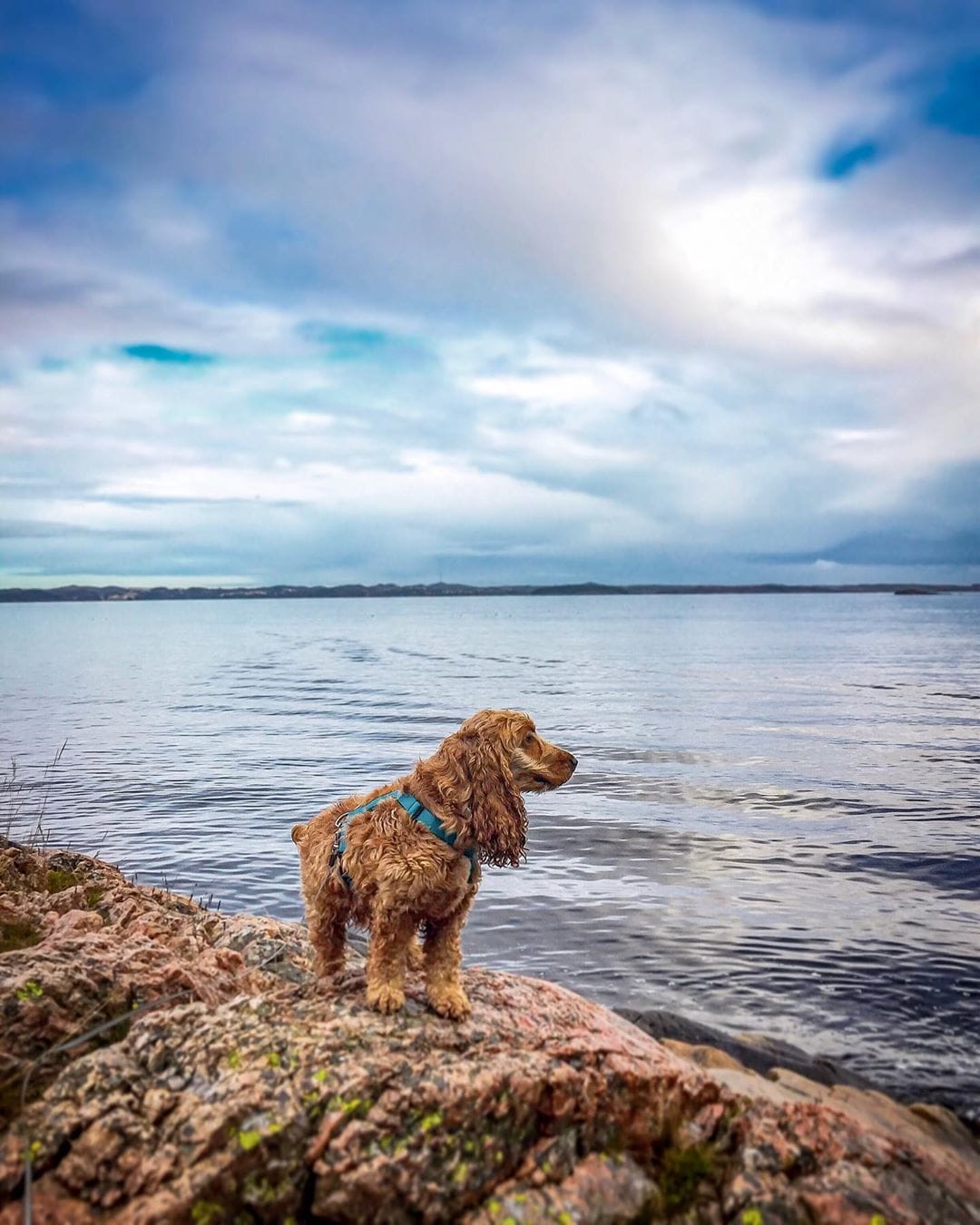 14 Adorable Facts About English Cocker Spaniels - Page 3 of 4 - PetPress