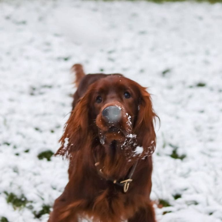 14 Gorgeous Facts About Irish Setters - PetPress
