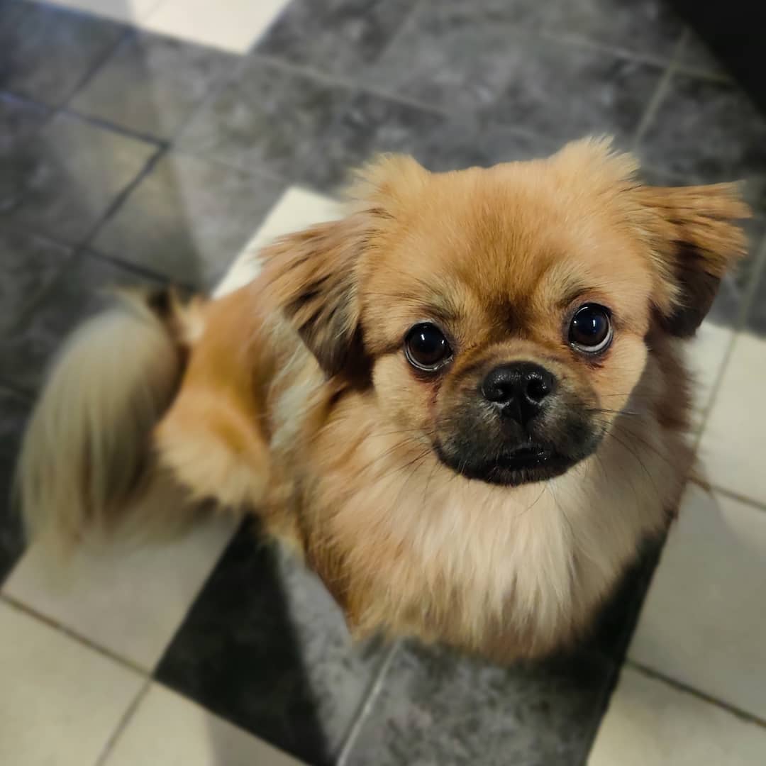 14 Interesting Things To Know About Tibetan Spaniels - PetPress