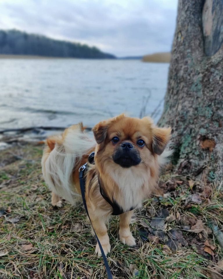 14 Interesting Things To Know About Tibetan Spaniels - PetPress