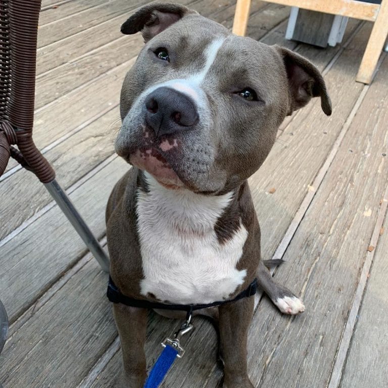 14 Cool Facts About Staffordshire Bull Terriers - PetPress