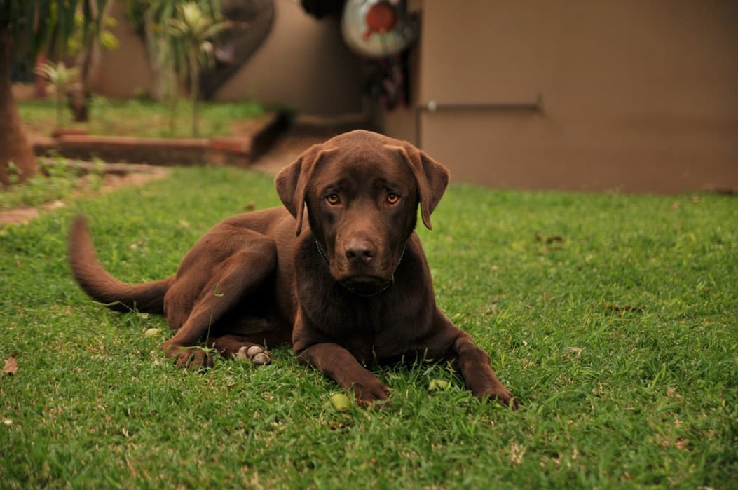 14 Reasons Why Labrador Retriever Is The Best Creature In The World ...