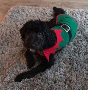 14 Funny Labradoodles Who Adore Christmas Season - PetPress
