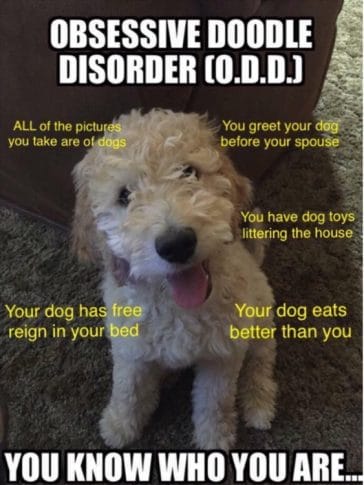 14 Funny Labradoodle Memes That Will Make Your Day Brighter! - Page 2 ...