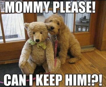 14 Funny Labradoodle Memes That Will Make Your Day Brighter! - Page 3 ...