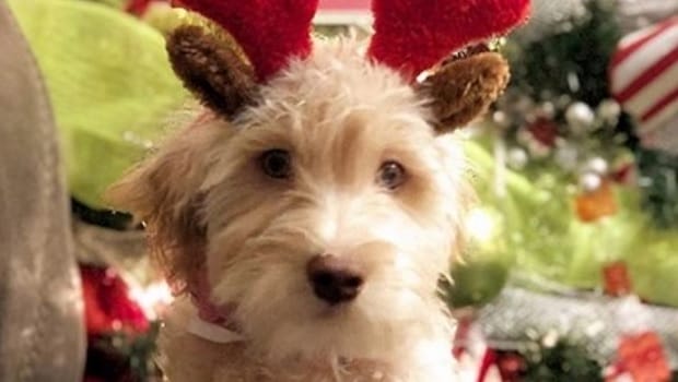 14 Funny Labradoodles Who Adore Christmas Season - PetPress