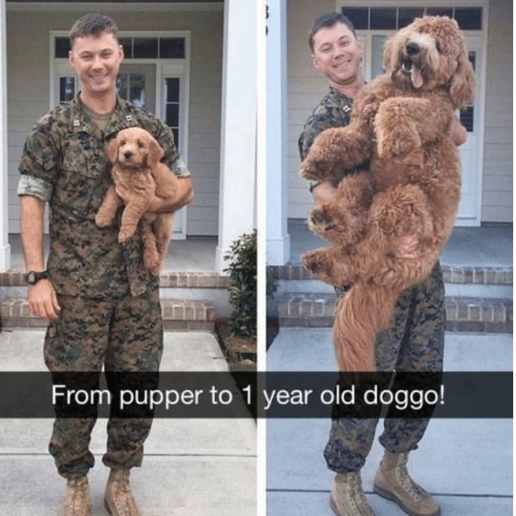 14 Funny Labradoodle Memes That Will Make Your Day Brighter! - PetPress
