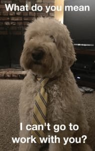 14 Funny Labradoodle Memes That Will Make Your Day Brighter! - PetPress