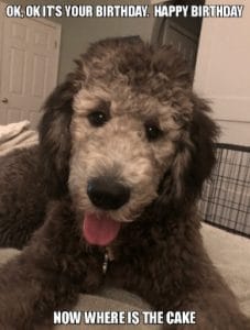 14 Funny Labradoodle Memes That Will Make Your Day Brighter! - PetPress