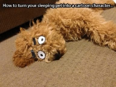 14 Funny Labradoodle Memes That Will Make Your Day Brighter! - PetPress