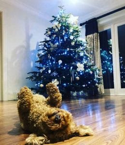 14 Funny Labradoodles Who Adore Christmas Season - PetPress