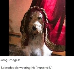 14 Funny Labradoodle Memes That Will Make Your Day Brighter! - Page 2 ...