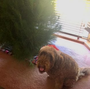 14 Funny Labradoodles Who Adore Christmas Season - PetPress