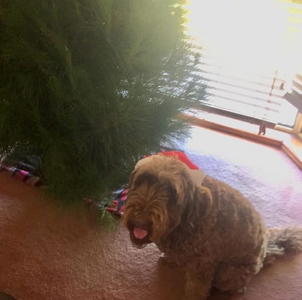 14 Funny Labradoodles Who Adore Christmas Season - PetPress