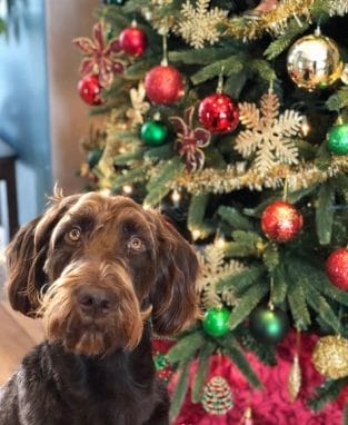 14 Funny Labradoodles Who Adore Christmas Season - PetPress