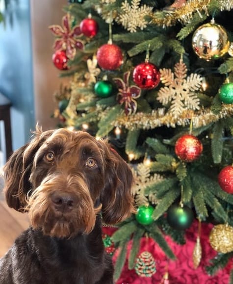 14 Funny Labradoodles Who Adore Christmas Season - PetPress