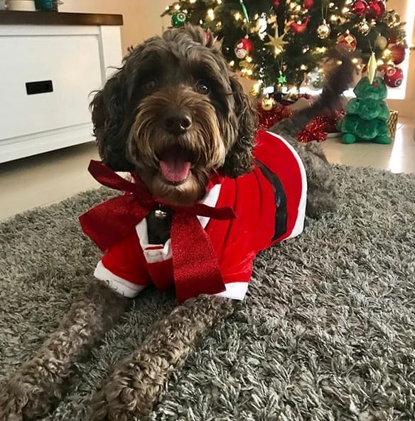 14 Funny Labradoodles Who Adore Christmas Season - PetPress