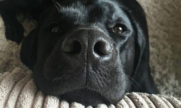 14 Things That Are Perfectly Normal For Labradors - PetPress