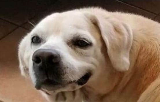 14 Funny Labrador Memes That Will Make You Cry Laughing - PetPress