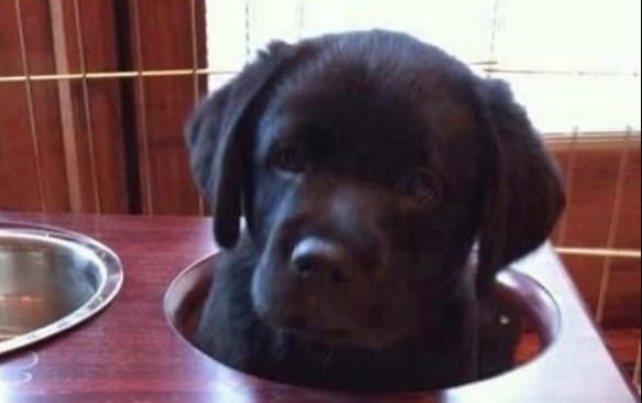 The14 Funniest Labrador Retriever Memes of the Week! - PetPress