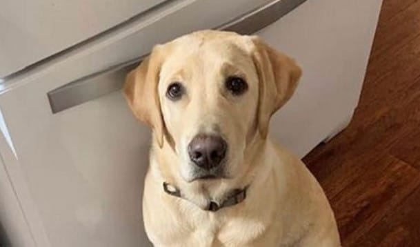 14 Funny Labrador Memes That Will Make You Smile! - Page 2 of 3 - PetPress