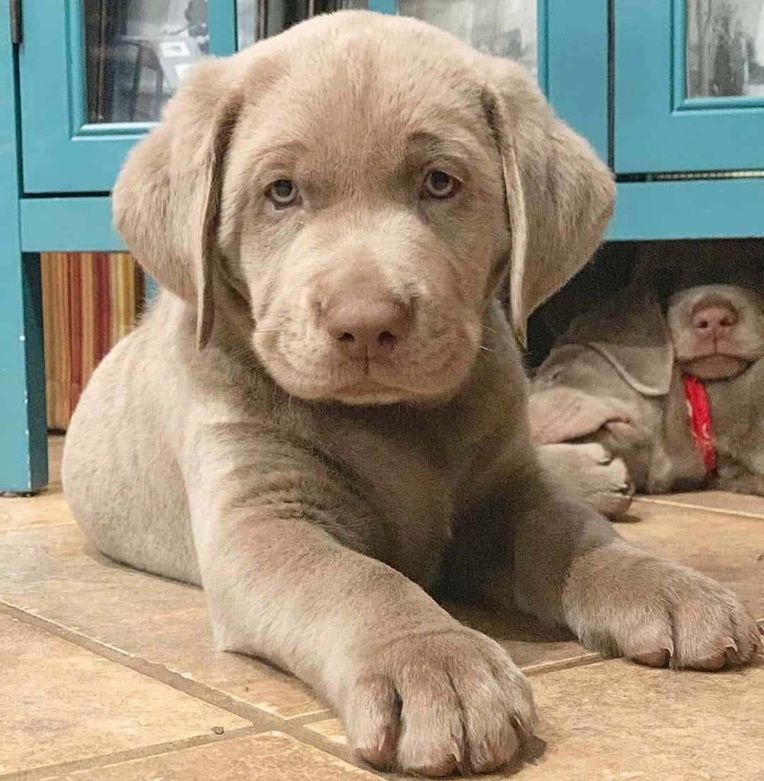 14 Things To Know About Labrador Retrievers - PetPress