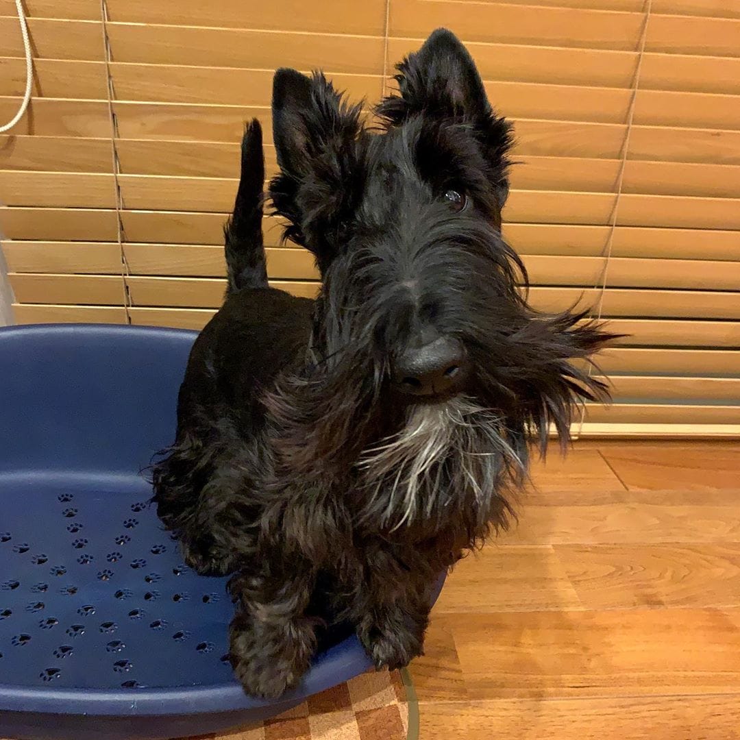14 Interesting Things To Know About Scottish Terriers - Page 2 of 4 ...
