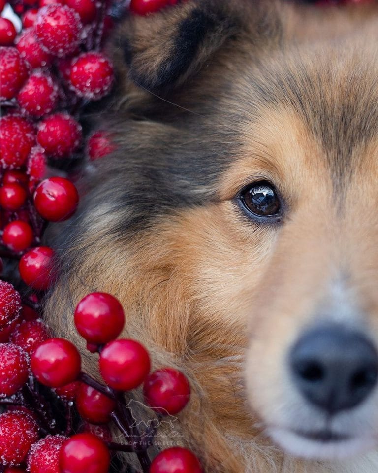 14 Adorable Facts About Shetland Sheepdogs - PetPress