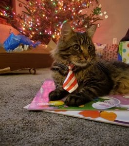 14 Pictures Proving That Maine Coons are Ready For Christmas - PetPress