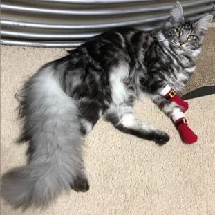 14 Pictures Proving That Maine Coons are Ready For Christmas - PetPress