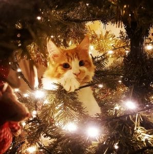 14 Pictures Proving That Maine Coons are Ready For Christmas - PetPress