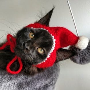14 Pictures Proving That Maine Coons are Ready For Christmas - PetPress