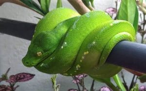 Best Male Snake Names - 140 Great Ideas For Naming Your Pet Snake ...