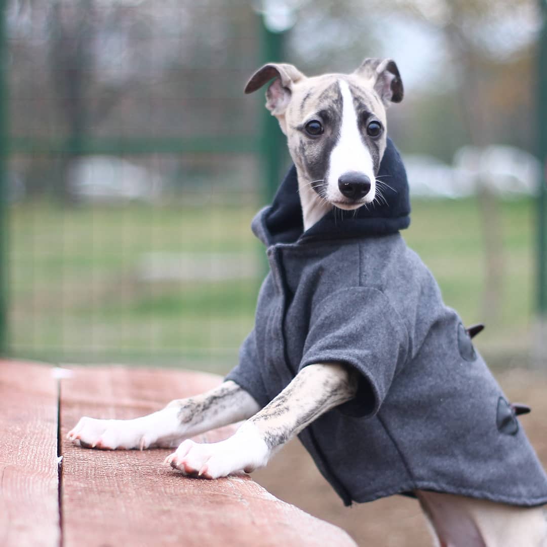 14 Elegant Facts About Whippets - PetPress